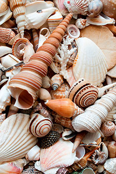 Shells: Treasures from under the Sea | Central Rappahannock Regional ...