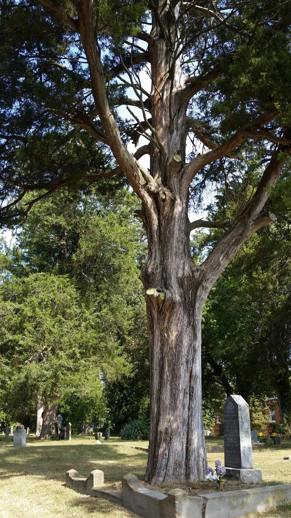 Shiloh Cemetery Graves | Central Rappahannock Regional Library