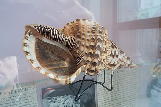 Explore the Beach on a Seashell Quest | Central Rappahannock Regional ...